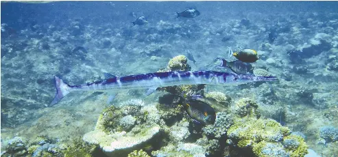 Surfer dies after being stabbed by needlefish - PressReader