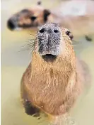 Zoo’s loveable Luna died from injuries in a cage fight - PressReader