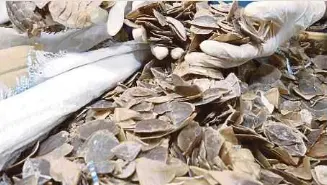 Tambah baik undang-undang lindungi populasi tenggiling - PressReader