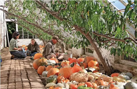 New ‘seed pod’ grows at Heligan as harvest celebrated - PressReader