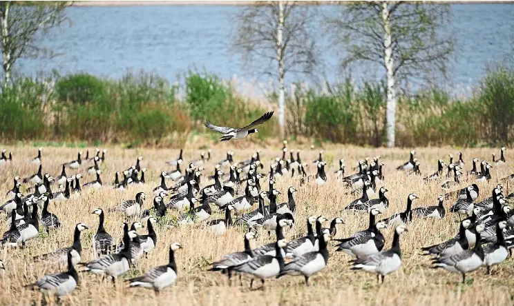 In Finland, it’s geese vs farmers - PressReader