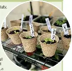 SPOTLIGHT ON... greenhouse­s - PressReader