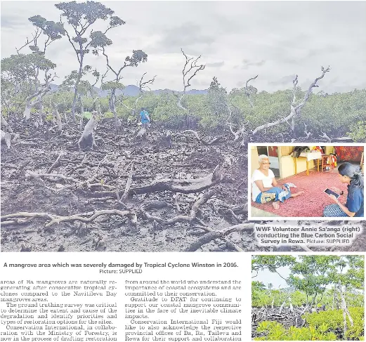 Mangroves matter - PressReader