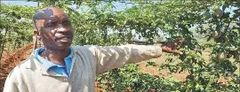 Kwekwe farmer develops lucrative passion for passion fruit - PressReader