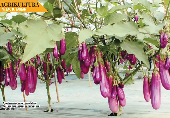 Agrikultur­a - PressReader