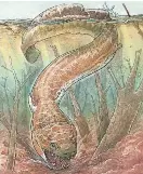 Fossil from Namibia is prehistori­c ‘swamp thing’ - PressReader