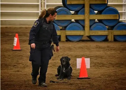 CBSA dog handler says she was 'terrorized' after fighting maternity leave rule - PressReader