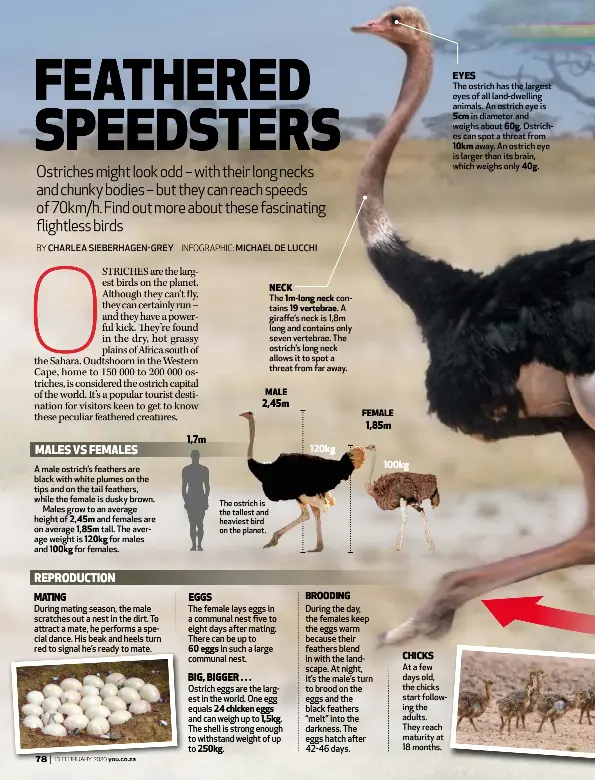All about the ostrich - PressReader