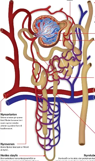 Nefroner - nyrenes filter - PressReader
