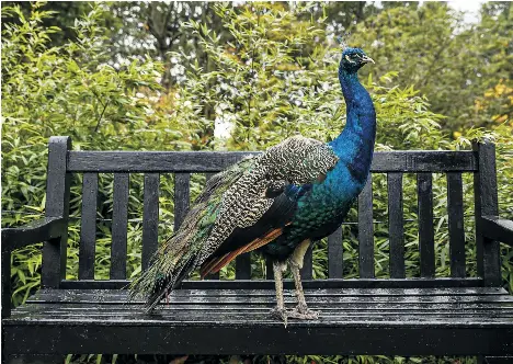 Microclima­te of London encourages a mosaic of wildlife - PressReader