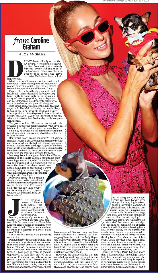 We join the frantic search for Paris Hilton’s missing chihuahua - PressReader