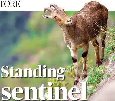 Standing sentinel - PressReader