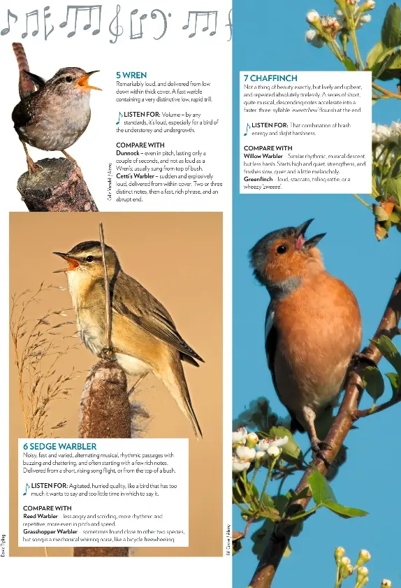 10 COMMON BRITISH BIRD SONGS - PressReader