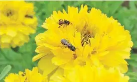 Know the common honey-producing bees in the Philippine­s in the second ...