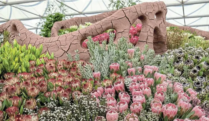 SA blooms at Chelsea Flower Show - PressReader