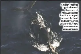 Whales found entangled in rope - PressReader