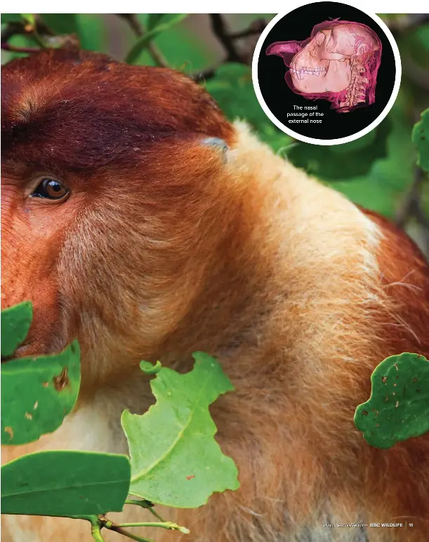 Proboscis monkey’s big nose boosts vocal identity - PressReader