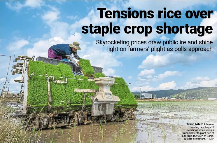 Tensions rice over staple crop shortage - PressReader