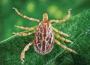 Tick-borne illness arriving is similar to Rocky Mountain Spotted Fever - PressReader