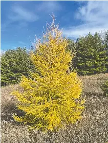 Forever green - PressReader