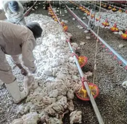 Families urged to bury their dead sooner - PressReader