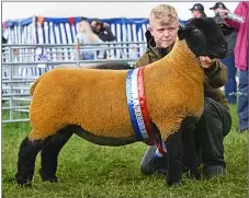 Ali’s Suffolk steps up - PressReader