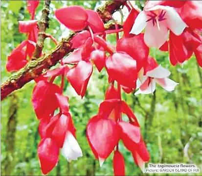 Tagimoucia flower likely to be ‘endangered in near future’ - PressReader