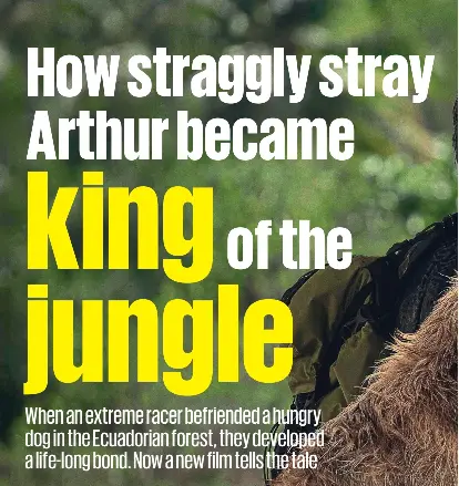 How straggly stray Arthur became king of the jungle - PressReader