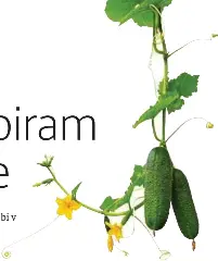 Spet obiram kumare - PressReader