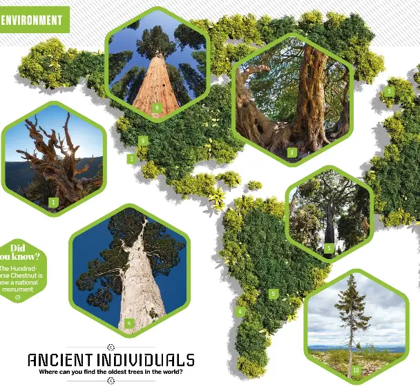 ANCIENT INDIVIDUAL­S - PressReader