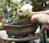 RE POT A BONSAI - PressReader