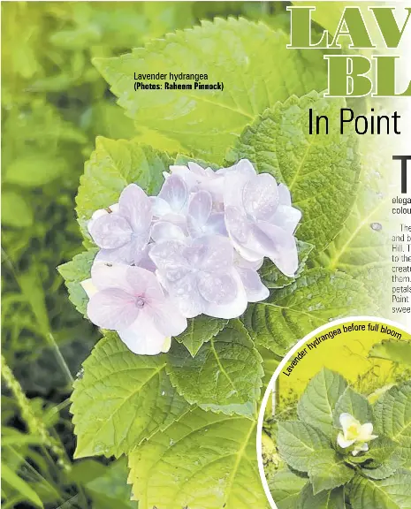 LAVENDER BLOOMS In Point Hill, St Catherine - PressReader