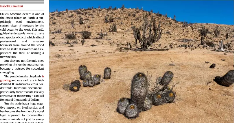 A cacti-smuggling case with a prickly end: the novel way courts are making poachers pay ...