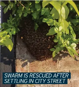 Hannah’s happy with unexpected load of free bees! - PressReader