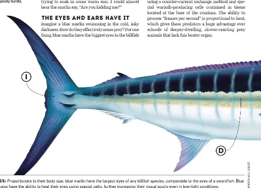 BLUE MARLIN ANATOMY - PressReader