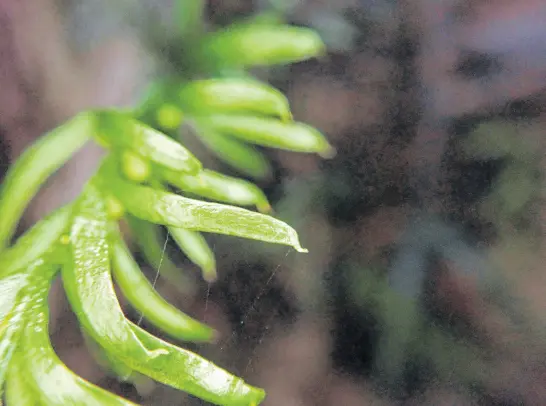 Humble fern boasts largest genome - PressReader