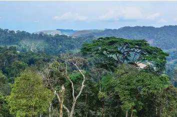 EUA lançam programa de apoio ao Inventário Florestal de Angola ...