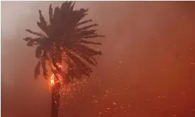 Conspiracy-laden, fire-prone icons: what will happen to LA’s palm trees ...
