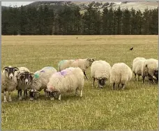 Using quality feed pays off for Hunters - PressReader