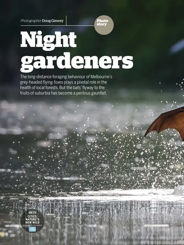 Photo story: flying foxes - PressReader