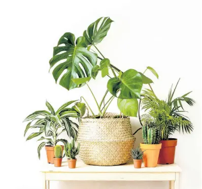 How to decorate with indoor plants to add fresh energy to your space - PressReader