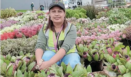 SA blooms at Chelsea Flower Show - PressReader