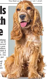 Well done, cocker! Spaniels replace ‘unhealthy’ French bulldogs as UK’s favourite - PressReader