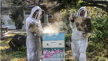 Toreporton­Florida’sprecious pollinator­s,Iputonabee­suit.Here’show ...