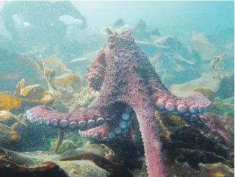 ‘Mind-blowing’ encounter with giant Pacific octopus - PressReader