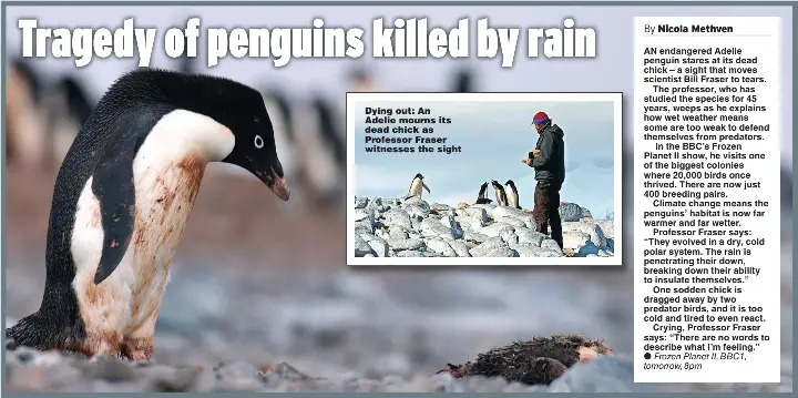 Tragedy of penguins killed by rain - PressReader