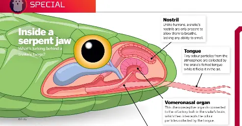 WHY IS A SNAKE’S TONGUE FORKED? - PressReader