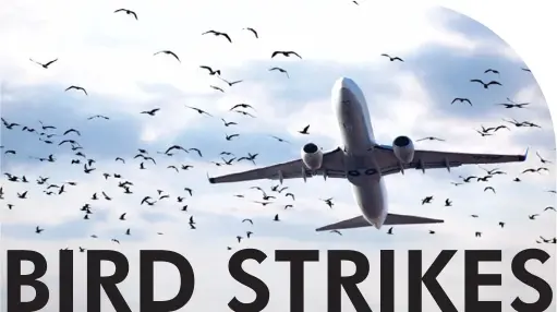 Bird strikes an airplane - PressReader