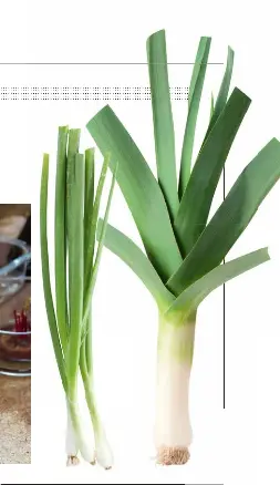 REGROW SPRING ONIONS AND LEEKS - PressReader