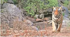 Chhattisga­rh revives tiger plans as young visitor walks into sanctuary - PressReader